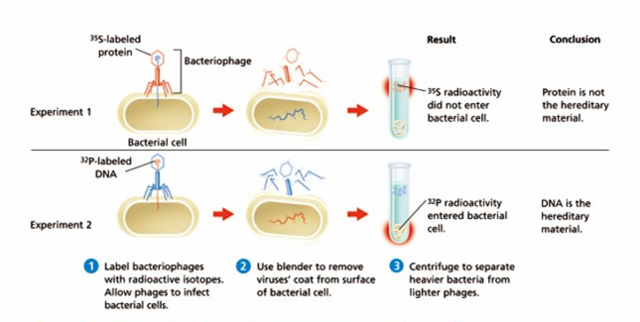 Scientists of DNA timeline | Timetoast timelines