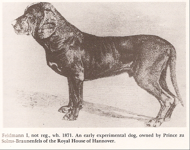 History of dogs from 1850-1880 timeline | Timetoast timelines