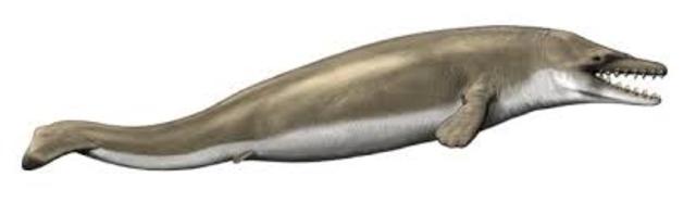 Whale Evolution Timeline by Colby Victor | Timetoast timelines