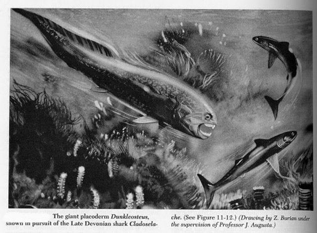 Mass Extinctions timeline | Timetoast timelines