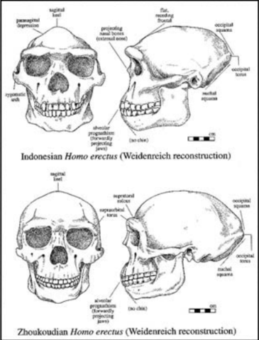 Human Evolution timeline | Timetoast timelines