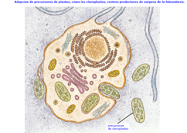 Historia de la tierra timeline | Timetoast timelines