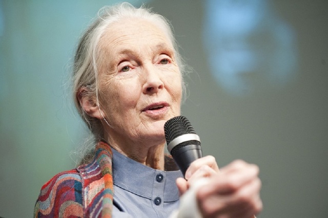 Jane Goodall's Life timeline | Timetoast timelines
