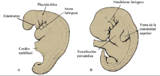 Desarrollo embrionario y fetal. González Sierra Andrea. Grupo 303 ...