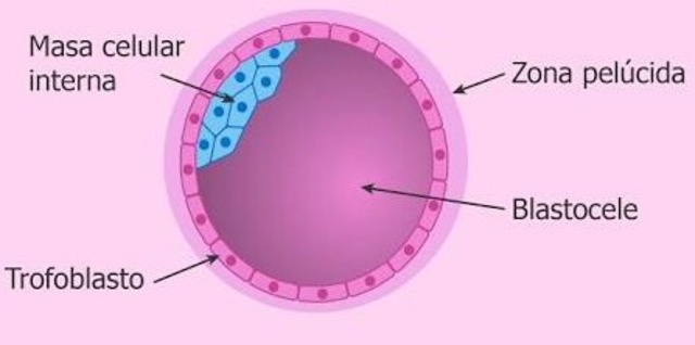 Desarrollo embrionario y fetal timeline | Timetoast timelines