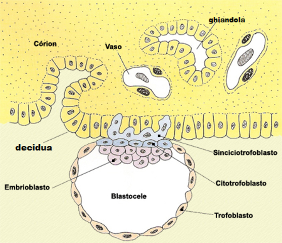 Desarrollo embrionario y fetal timeline | Timetoast timelines