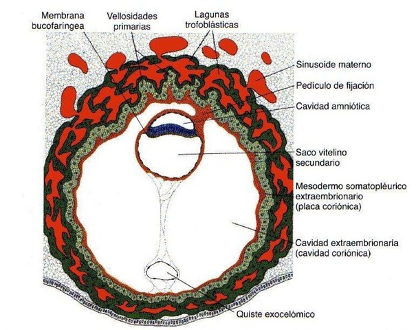 Desarrollo embrionario y fetal timeline | Timetoast timelines