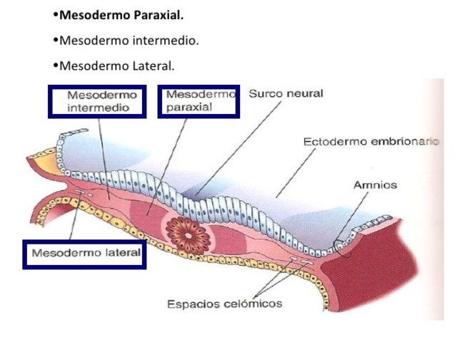 Desarrollo embrionario y fetal timeline | Timetoast timelines