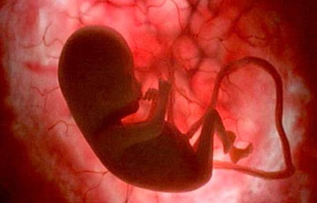 Desarrollo embrionario y fetal. timeline | Timetoast timelines
