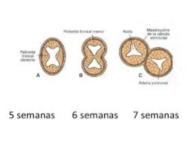 DESARROLLO EMBRIONARIO Y FETAL timeline | Timetoast timelines