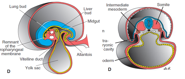 Desarrollo embrionario-Fetal timeline | Timetoast timelines