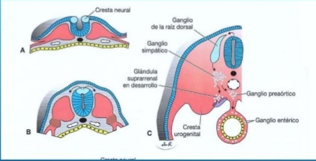 desarrollo embrionario y fetal timeline | Timetoast timelines