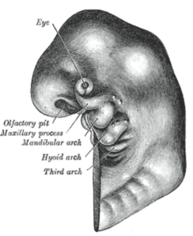 Desarrollo embrionario y fetal timeline | Timetoast timelines