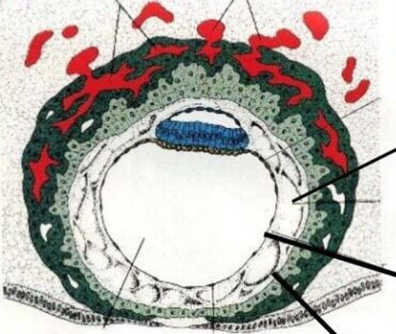 Desarrollo embrionario timeline | Timetoast timelines