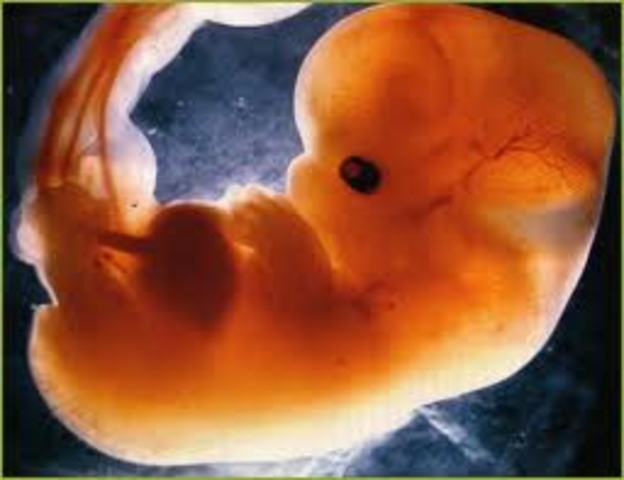 desarrollo embrionario y fetal timeline | Timetoast timelines