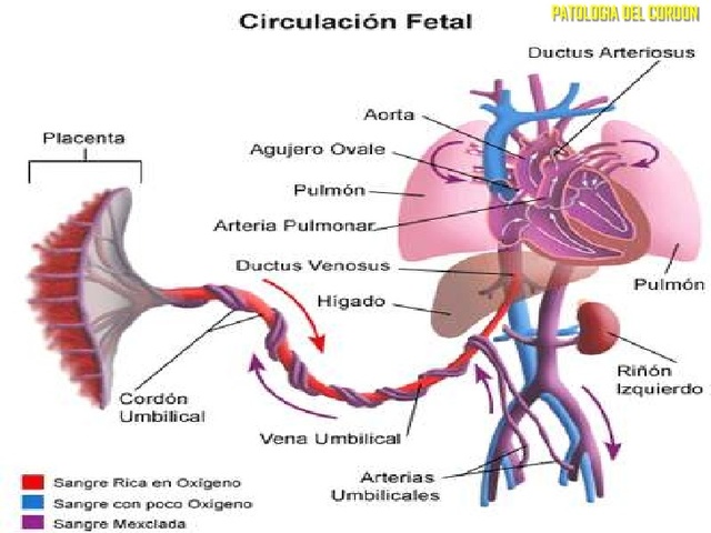 desarrollo embrionario y fetal timeline | Timetoast timelines