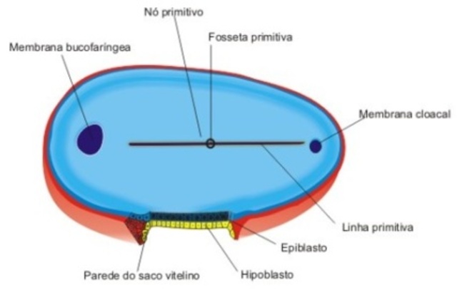 Desarrollo Embrionario y Fetal timeline | Timetoast timelines