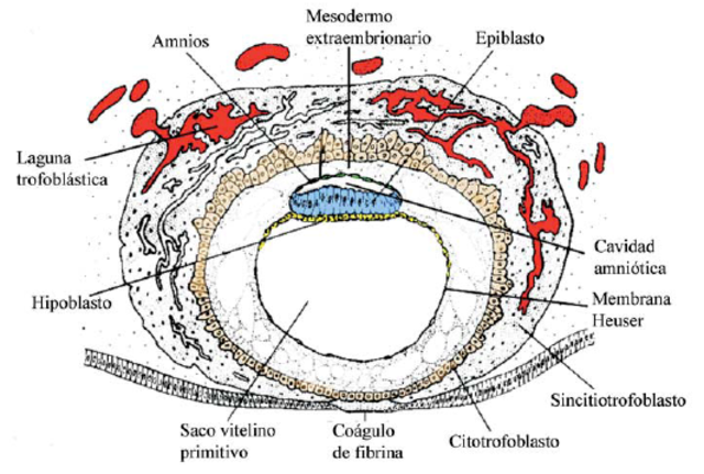 FECUNDACIÓN, EMBARAZO Y PARTO timeline | Timetoast timelines