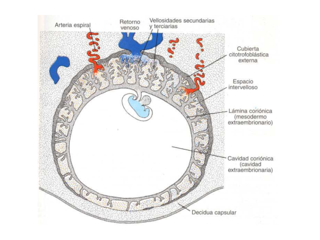 Desarrollo emrionario/fetal timeline | Timetoast timelines