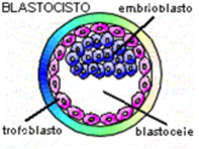 Desarrollo embrionario y fetal timeline | Timetoast timelines