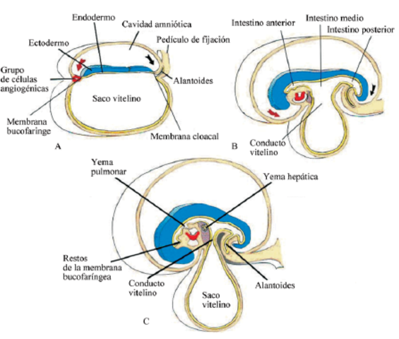 Desarrollo embrionario y fetal timeline | Timetoast timelines