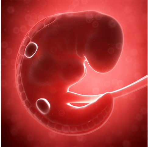 Desarrollo Embrionario y Fetal. timeline | Timetoast timelines