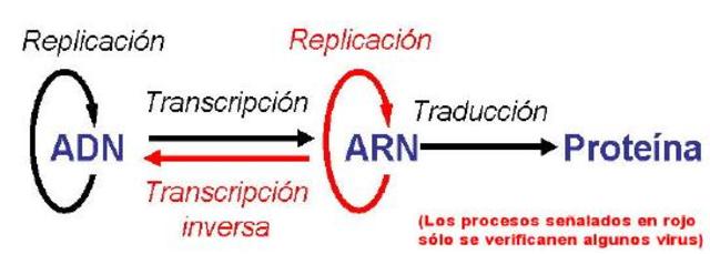 biología molecular a través de la historia timeline | Timetoast timelines