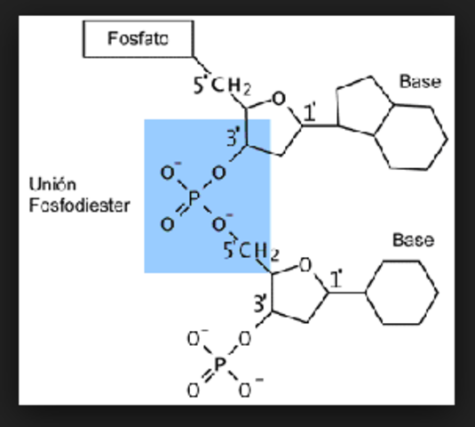 Historia de la biología molecular timeline | Timetoast timelines