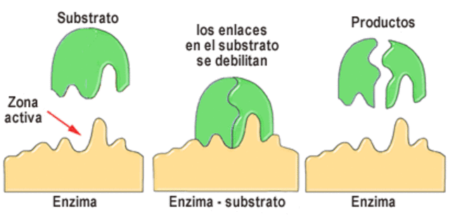 HISTORIA DE LA BIOLOGÍA MOLECULAR (Valeria Vásquez Amell) timeline ...
