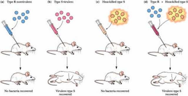 Historia de la Biología Molecular timeline | Timetoast timelines