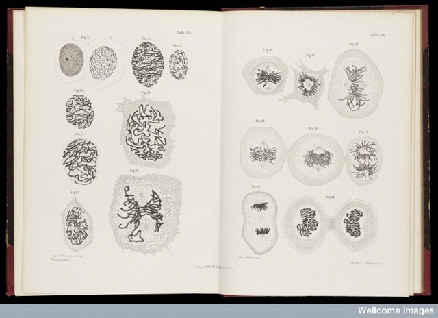 la genetica timeline | Timetoast timelines
