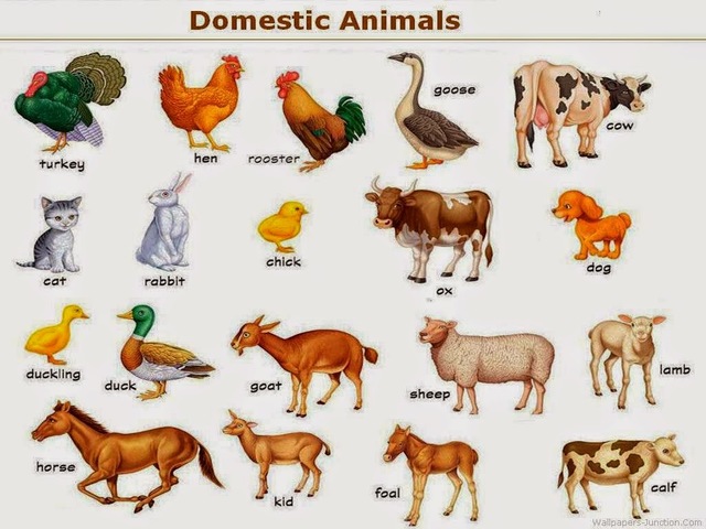THE DOMESTIC ANIMALS timeline | Timetoast timelines