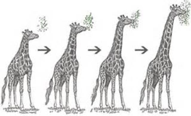 Evolucion timeline | Timetoast timelines