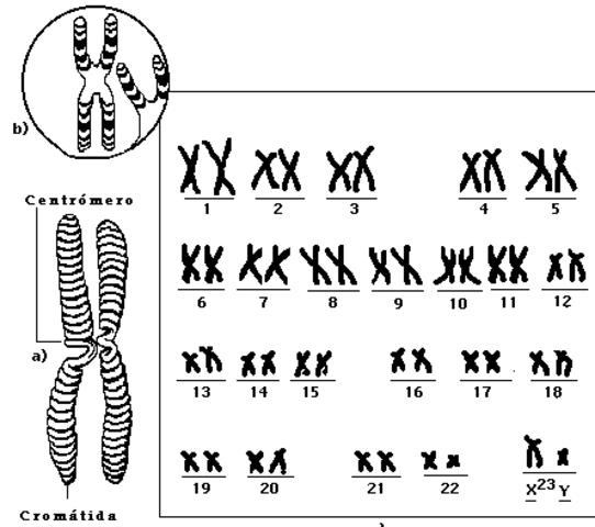 La Evolucion Genetica timeline | Timetoast timelines