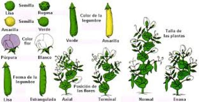 Historia De La Genetica timeline | Timetoast timelines