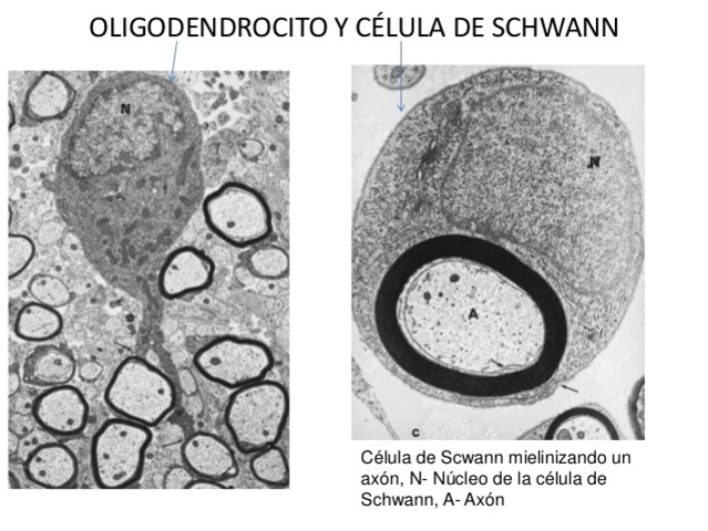 Células timeline | Timetoast timelines
