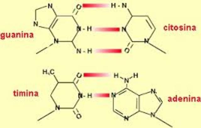 Bioquímica timeline | Timetoast timelines