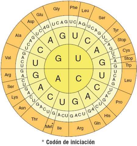 LA GENÉTICA timeline | Timetoast timelines