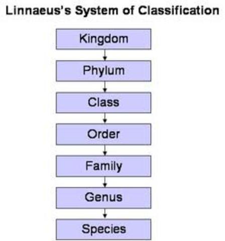 Classification system timeline | Timetoast timelines