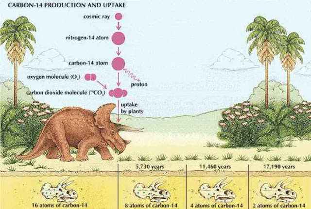 Classification system timeline | Timetoast timelines