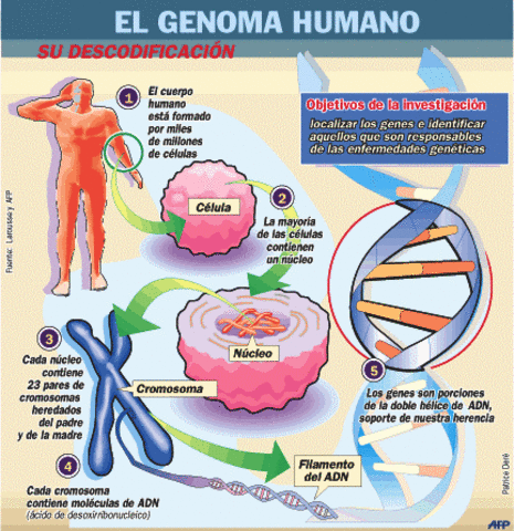 Historia De La Genetica timeline | Timetoast timelines