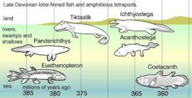 Era Paleozoica timeline | Timetoast timelines