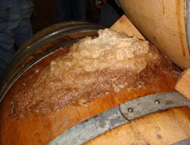 Ancient Agriculture in Early Civilizations timeline | Timetoast timelines