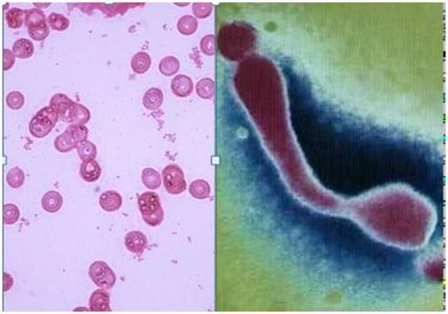 evolución de la genética timeline | Timetoast timelines
