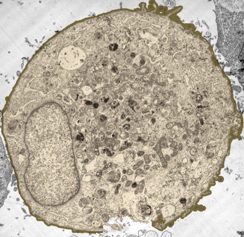 Historia de la célula y el microscopio. timeline | Timetoast timelines