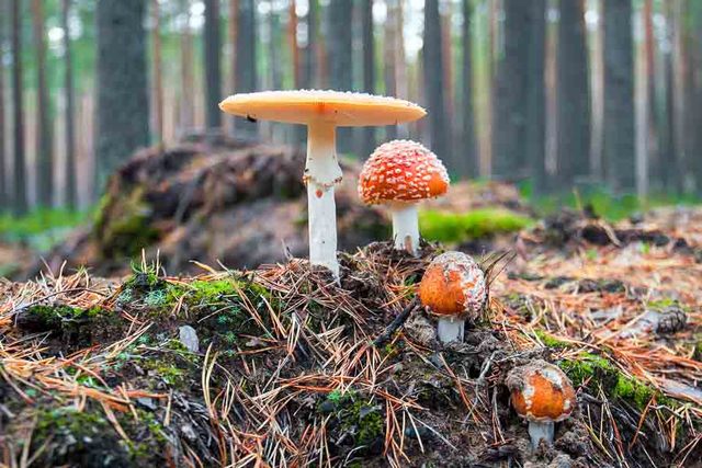 Micología timeline | Timetoast timelines