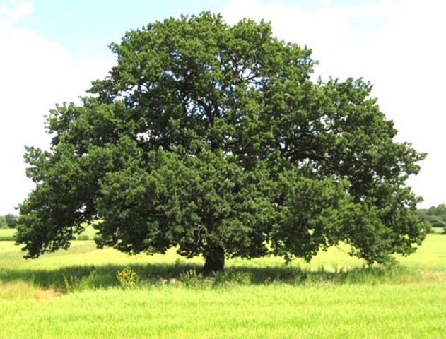 National symbols of the United States of America (USA) timeline ...
