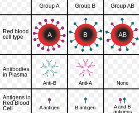 History of Blood timeline | Timetoast timelines