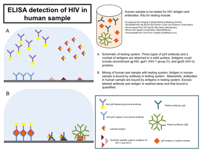 Blood timeline | Timetoast timelines