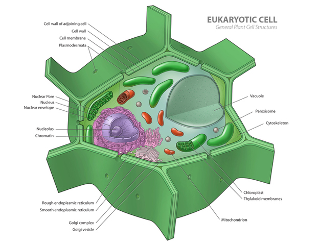 History of The Cell Theory. timeline | Timetoast timelines